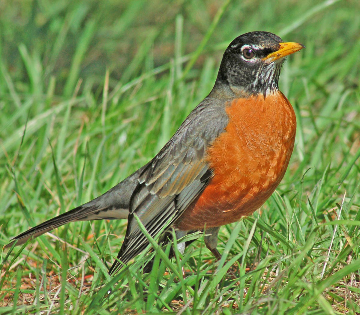 Central Coast Land Birds – Morro Bay Bird Festival