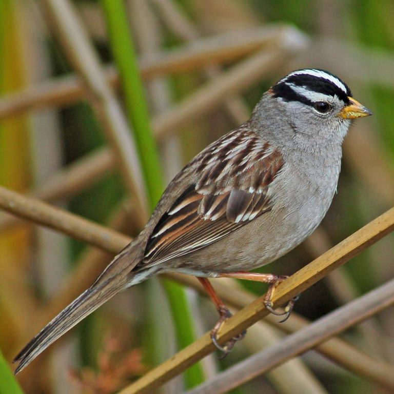 Central Coast Land Birds – Morro Bay Bird Festival
