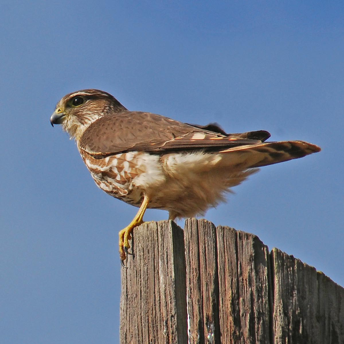 Central Coast Land Birds – Morro Bay Winter Bird Festival