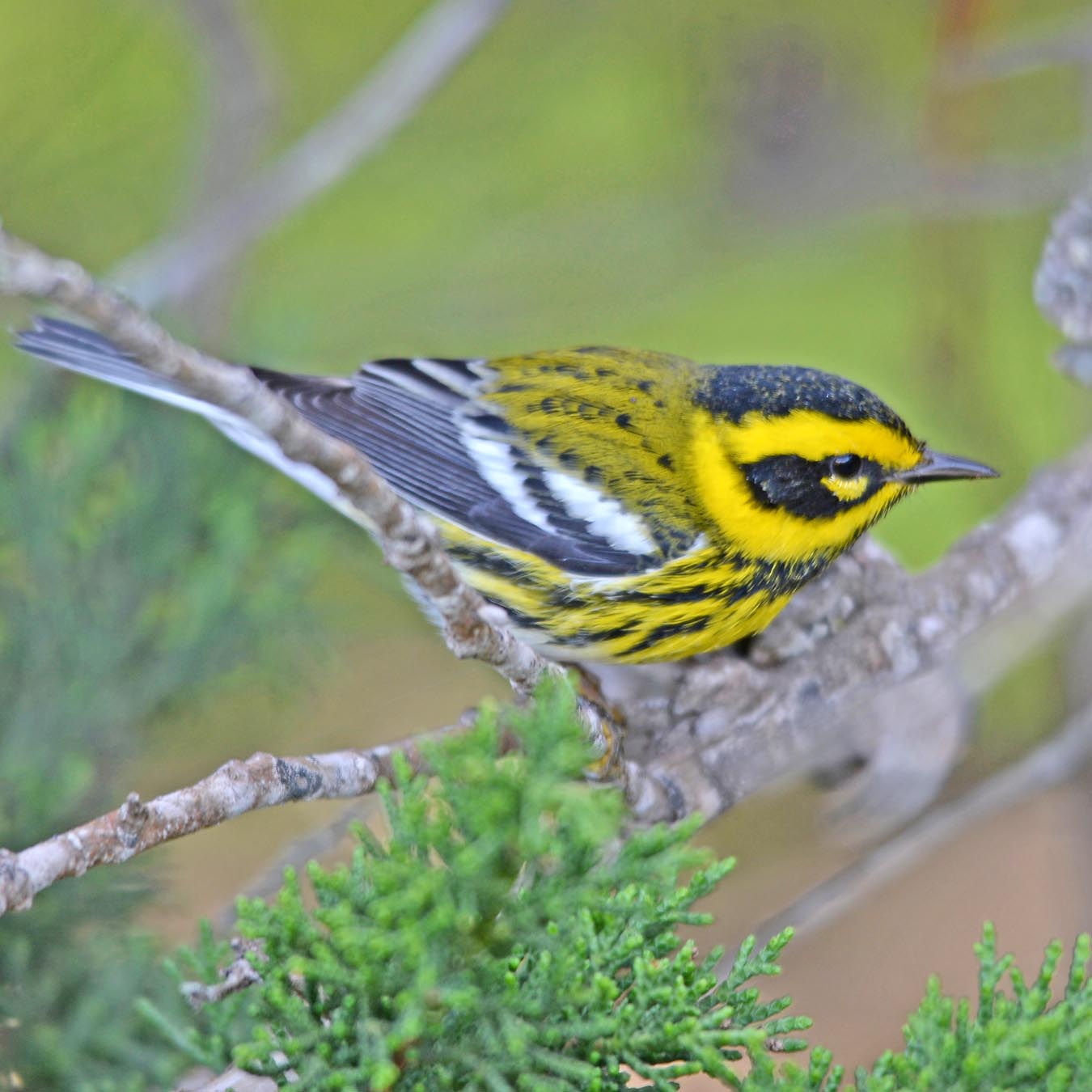 Central Coast Land Birds – Morro Bay Bird Festival