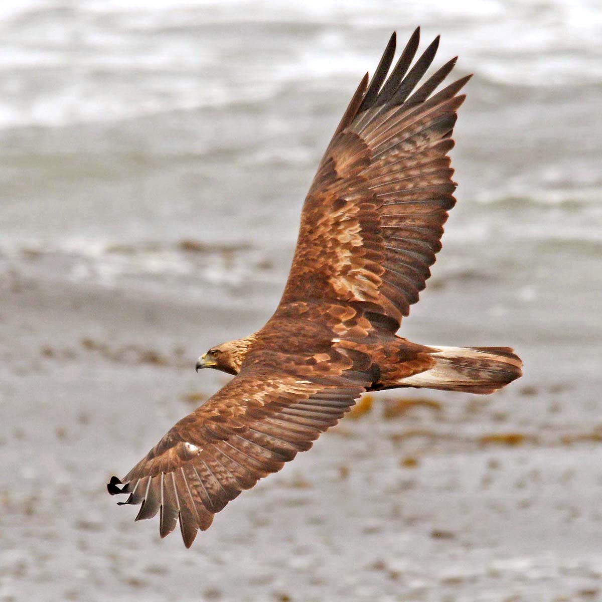 Central Coast Land Birds – Morro Bay Bird Festival