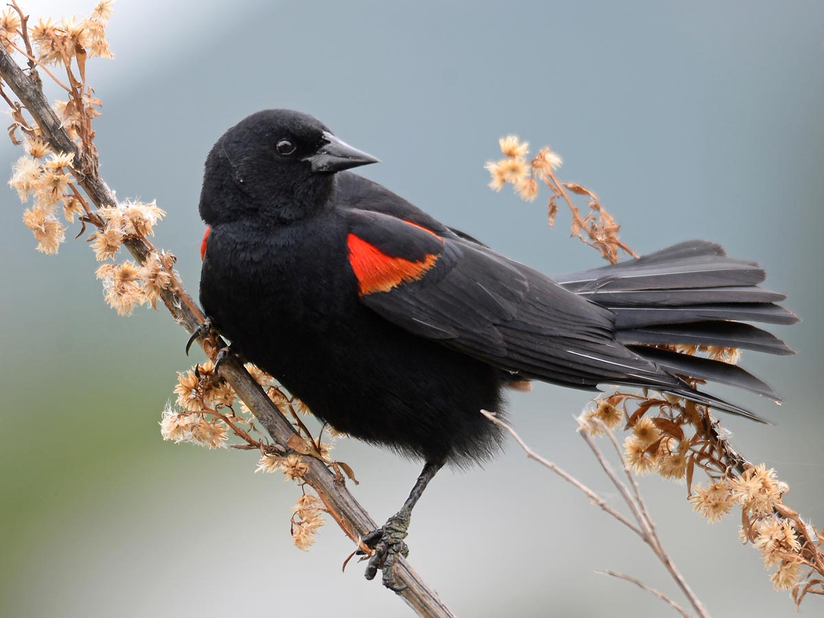 Central Coast Land Birds – Morro Bay Bird Festival