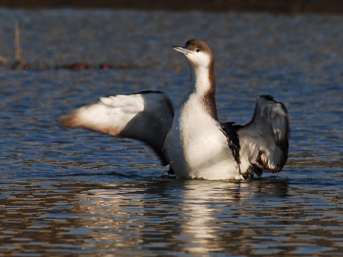 Central Coast Water Birds – Morro Bay Bird Festival