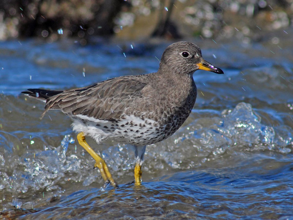 Central Coast Water Birds – Morro Bay Bird Festival