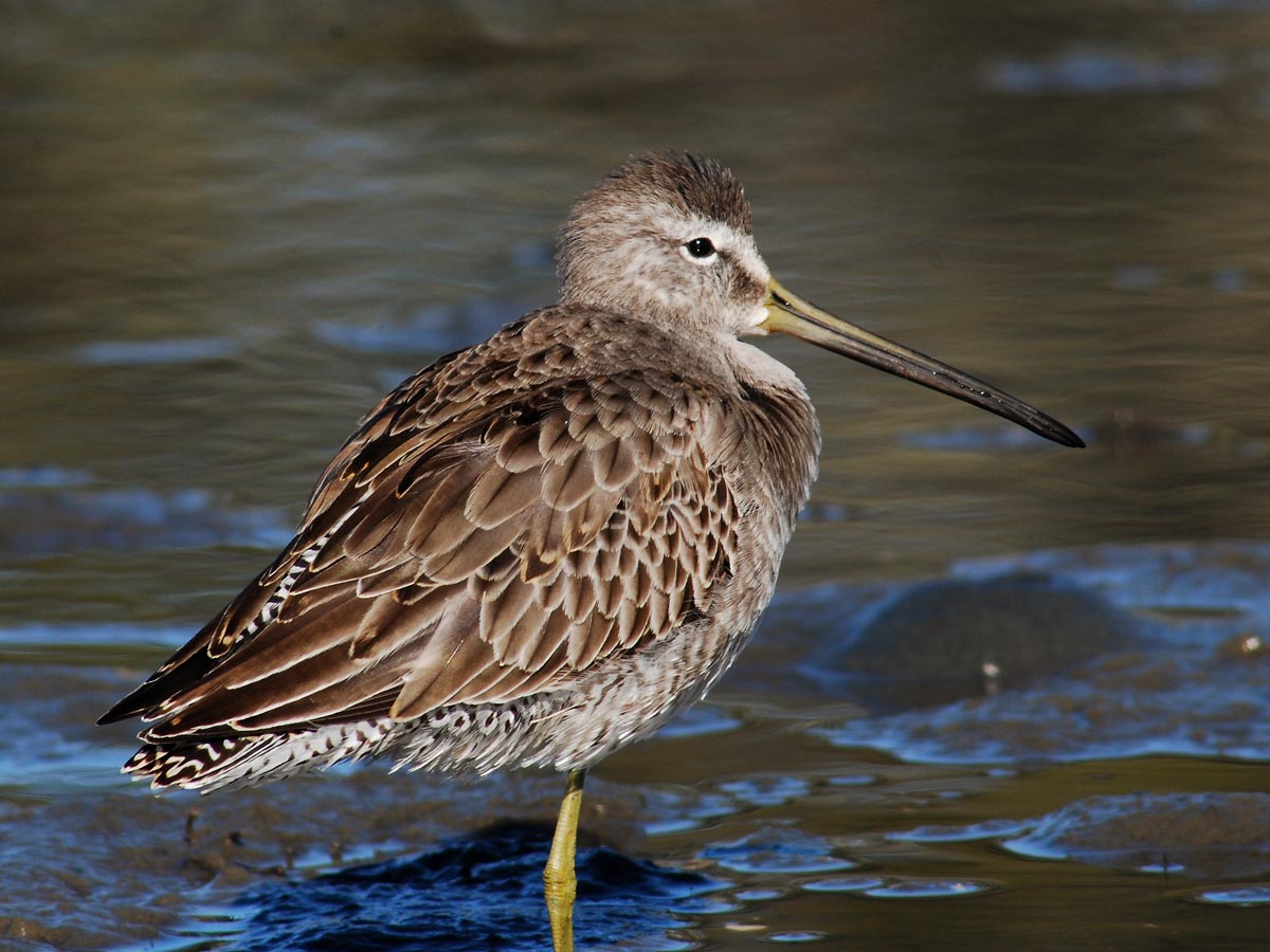 Central Coast Water Birds – Morro Bay Bird Festival