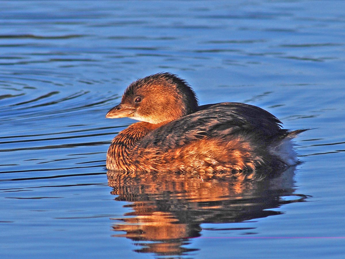 Central Coast Water Birds – Morro Bay Winter Bird Festival
