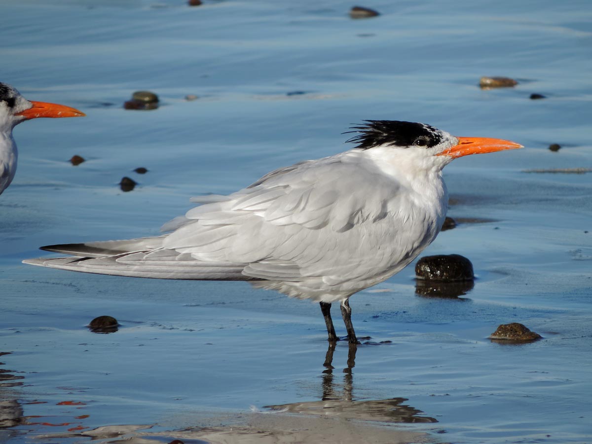 Central Coast Water Birds – Morro Bay Winter Bird Festival