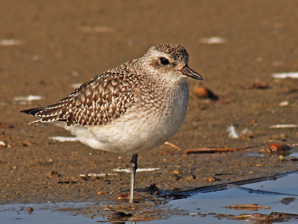 Central Coast Water Birds – Morro Bay Winter Bird Festival