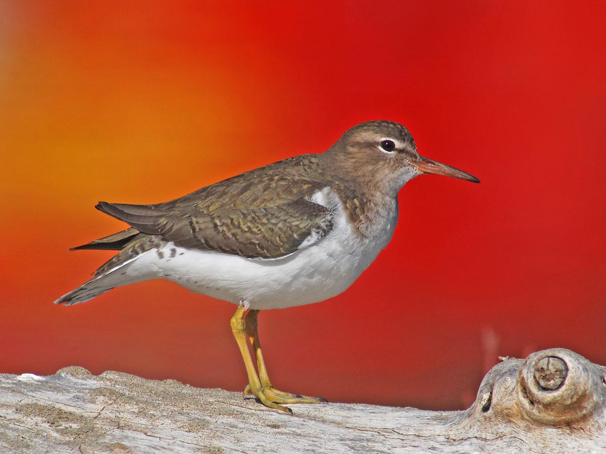 Central Coast Water Birds – Morro Bay Winter Bird Festival