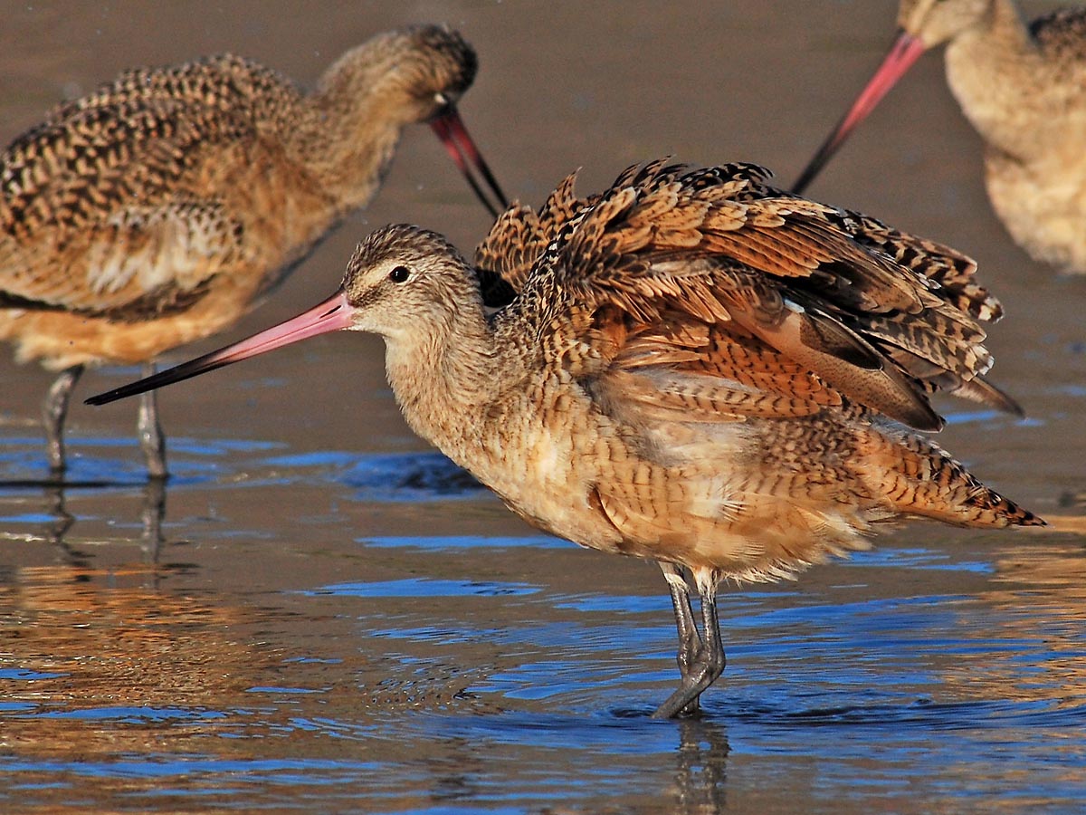 Central Coast Water Birds – Morro Bay Winter Bird Festival