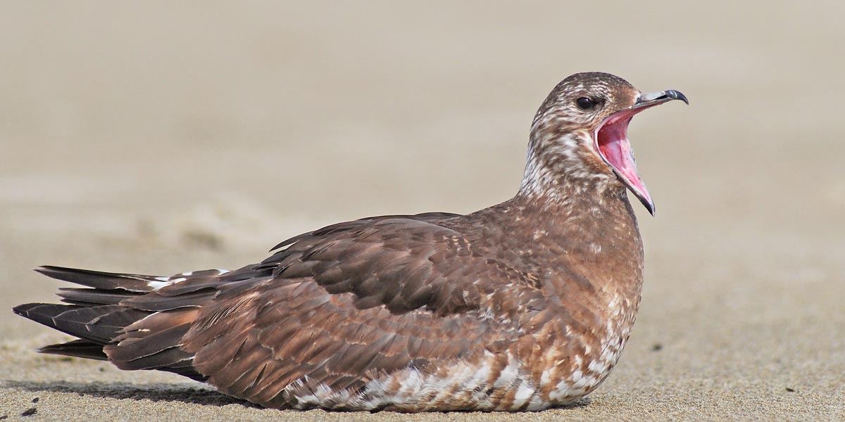 Central Coast Water Birds – Morro Bay Winter Bird Festival