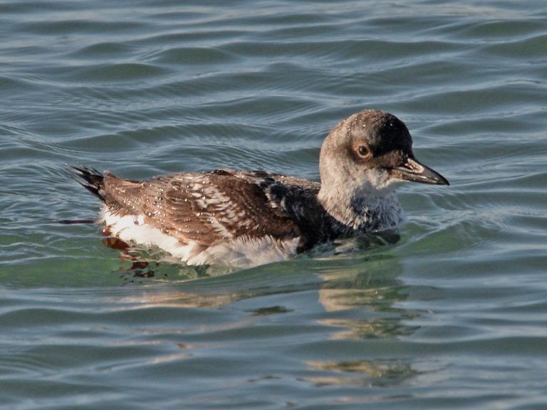 Central Coast Water Birds – Morro Bay Winter Bird Festival