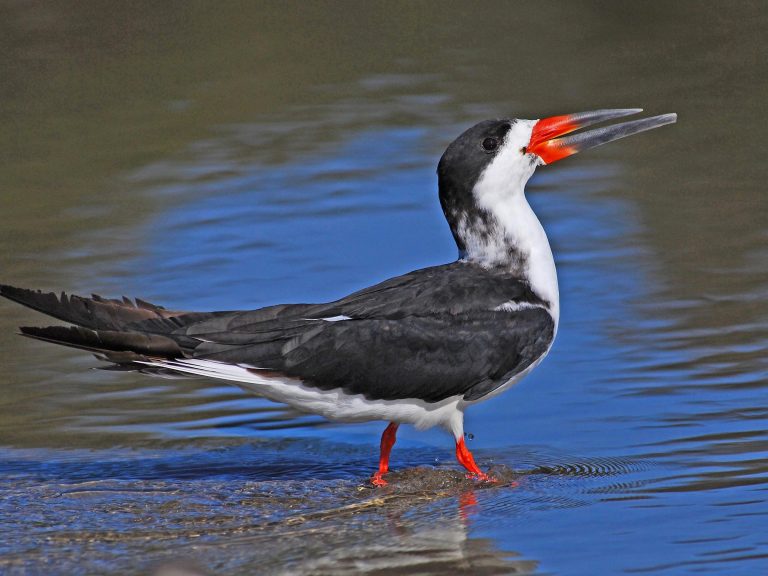 Central Coast Water Birds – Morro Bay Winter Bird Festival
